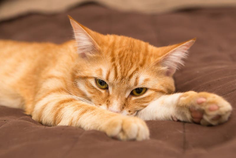 Big orange cat stock photo. Image of orange, striped - 40070606