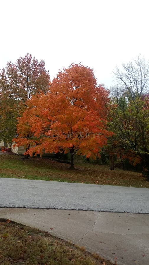 Big Orange Fall Tree Outside Stock Photo - Image of tree, fall: 200461598