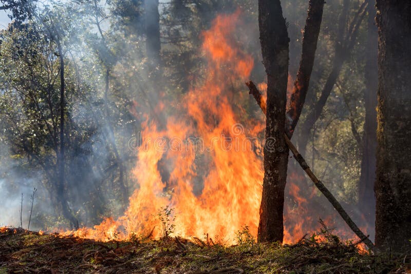 Big Orange Fire Burning in the Forest Stock Photo - Image of burn ...