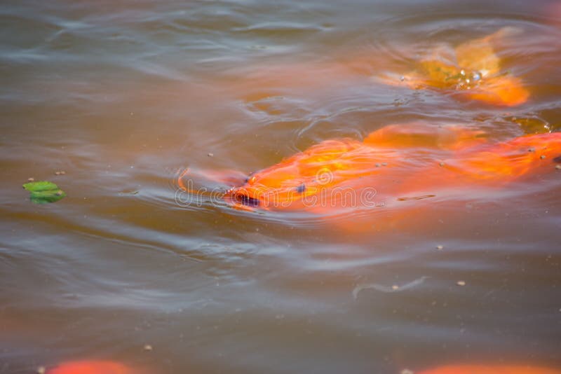 Big Orange Fish Swimming in the Water Stock Photo - Image of background ...
