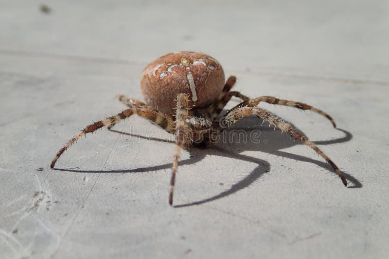 Orange Garden Spider stock image. Image of wildlife, orange - 21250063