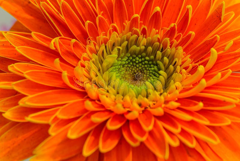 Big Orange Gerbera stock photo. Image of colorful, pretty - 45695420