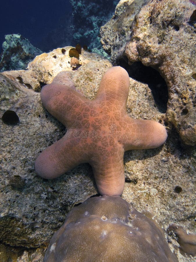 Big Orange Granulated Sea Star Lying on Seabed Stock Photo - Image of ...
