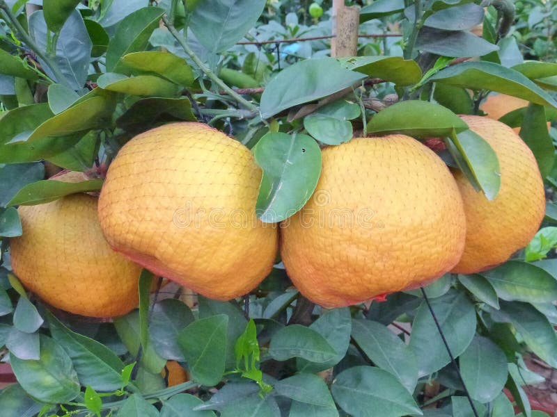 Big orange stock image. Image of orange, bonsai, planting - 69230113