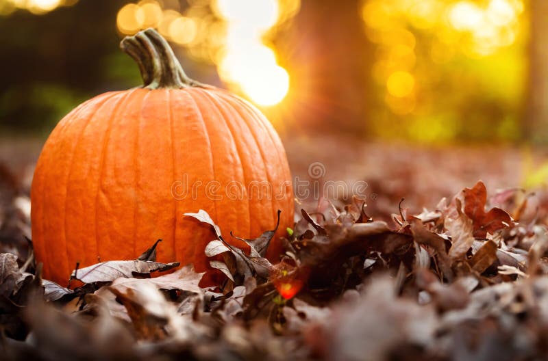 Big Orange Pumpkin with Fall Leaves at Sunset Stock Image - Image of ...