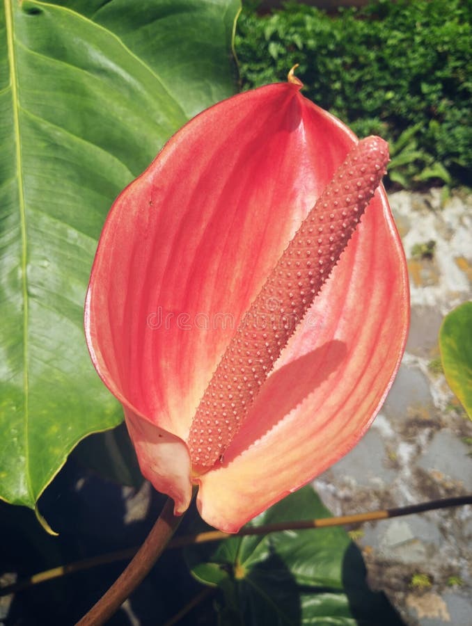 Big Orange Red Lily Flower Facing the Sunshine Stock Photo - Image of ...