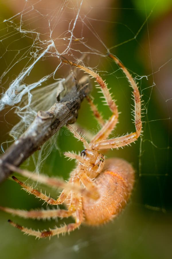 Orange Garden Spider stock image. Image of wildlife, orange - 21250063