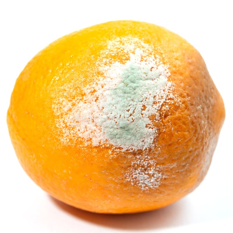 The Big Orange Started To Get Moldy Stock Photo - Image of mold, mould ...