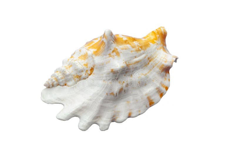 Big Orange and White Seashell Rests on Its Side Against a White ...