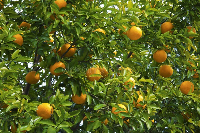 Big oranges on the tree stock photo. Image of tree, farm - 82194418