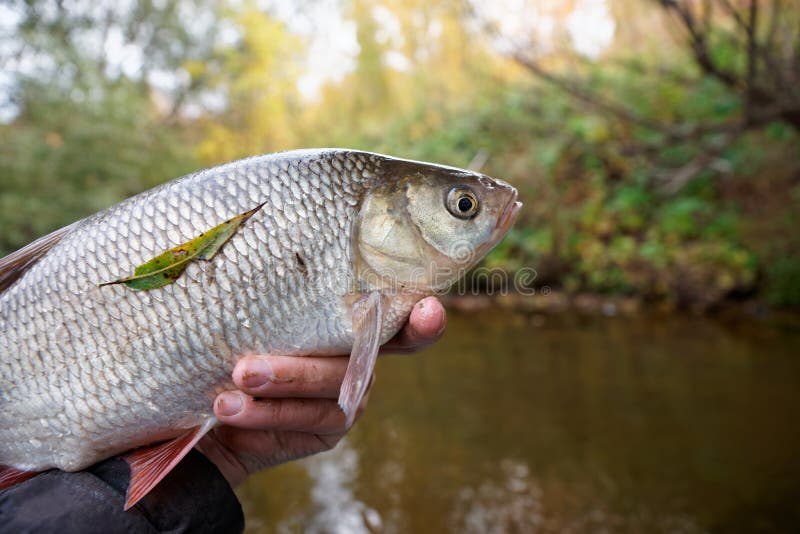 Orfe Fish Stock Photos - Free & Royalty-Free Stock Photos from Dreamstime