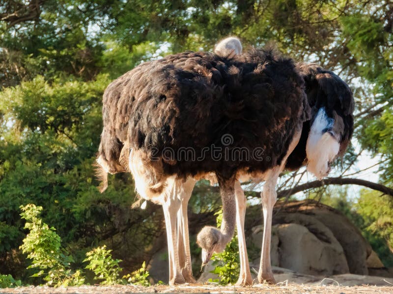 Big Ostrich in the Park in the Background of Trees Stock Image - Image ...