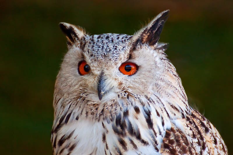 Big owl stock photo. Image of nature, beautiful, beak - 45252946