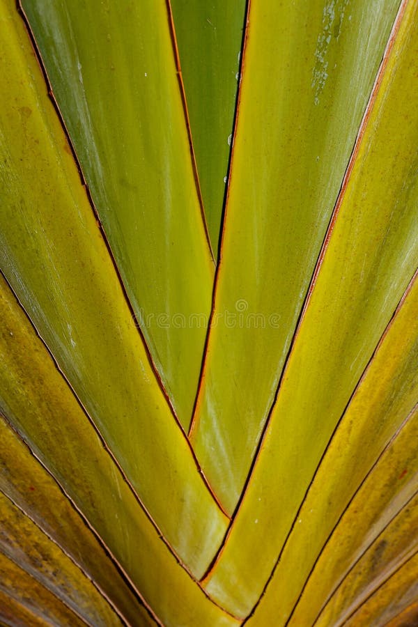 Big palm folding branches stock photo. Image of macro - 43243484