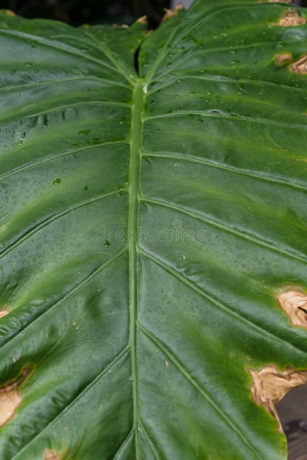 Big Palm Leaf Seen from the Front Stock Photo - Image of flora, home ...