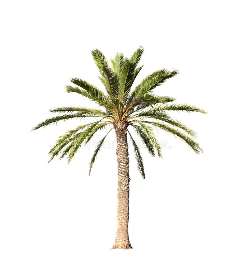 Palm tree, isolated stock photo. Image of season, isolation - 118081950