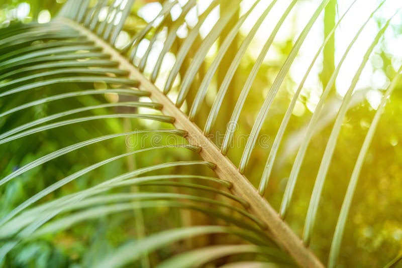 Big Palm Tree Leaf in the Heavy Forest F Stock Photo - Image of green ...