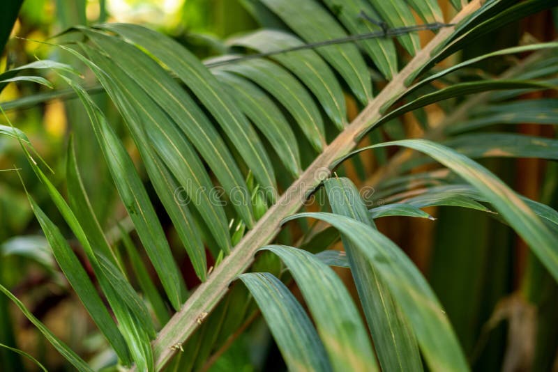 Big Palm Tree Leaf in the Heavy Forest F Stock Photo - Image of forest ...