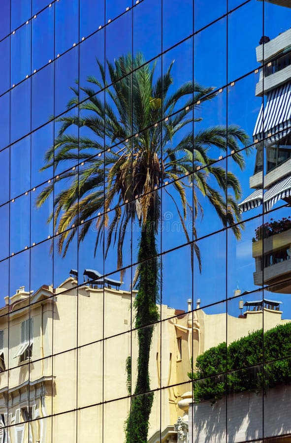 Big Palm Tree Reflection in the Glass Wall Stock Photo - Image of monte ...