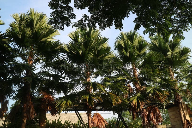 Big Palm Tree by the Roadside Stock Image - Image of summer, plant ...