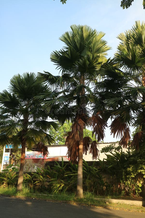 Big Palm Tree by the Roadside Stock Photo - Image of botanic, botany ...