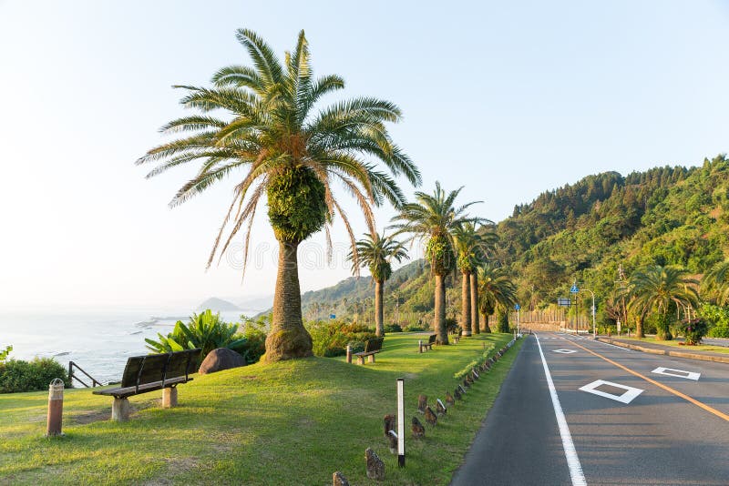 Big Palm Tree on the Side of the Road Stock Photo - Image of travel ...