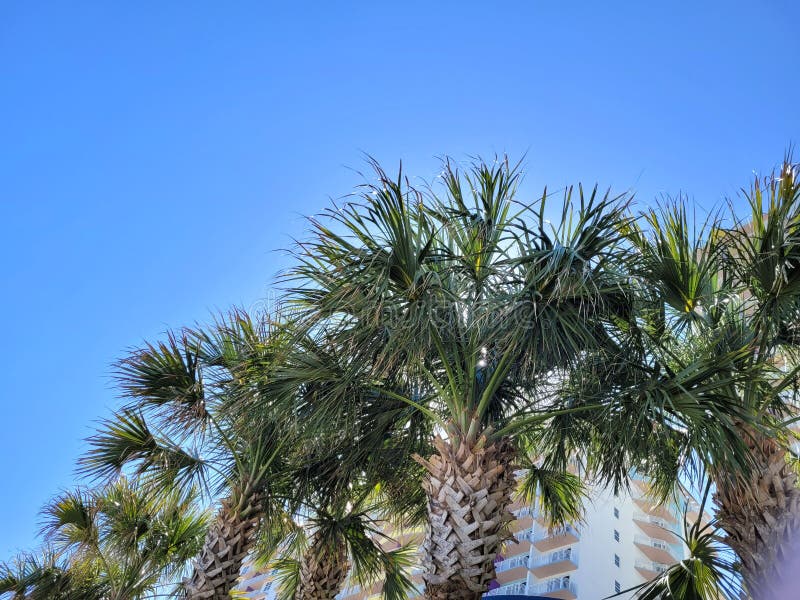 Big palm trees in Florida. stock photo. Image of tropics - 244438028