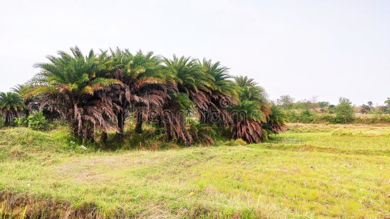 Big Palm Trees Near Corn Field Stock Image - Image of palm, field ...