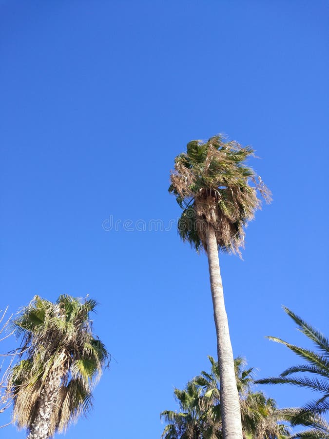 Big Palmier Trees on the Beach Stock Image - Image of nature ...