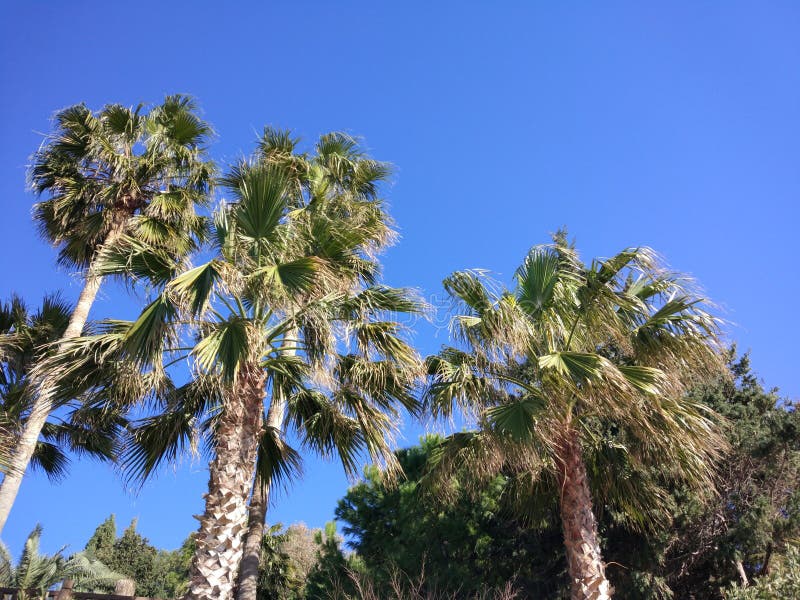 Big Palmier Trees on the Beach Stock Image - Image of house, embroidery ...