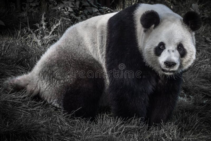 Big panda stock photo. Image of black, pandabear, wildlife - 151676414