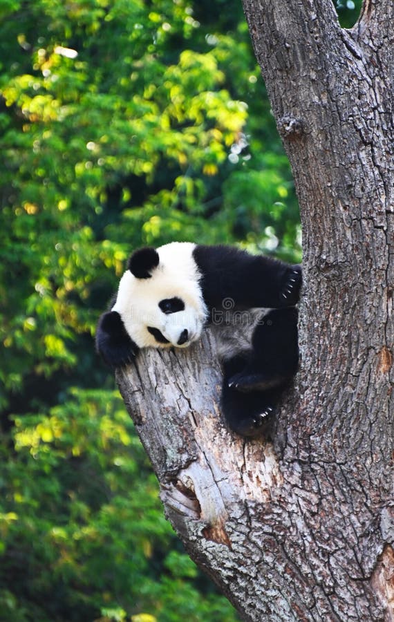 A Big Panda Standing on a Tree Stock Photo - Image of branch, standing ...