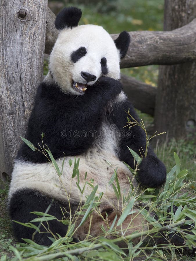 Big Panda at the Vienna Zoo, Austria Stock Image - Image of eating ...