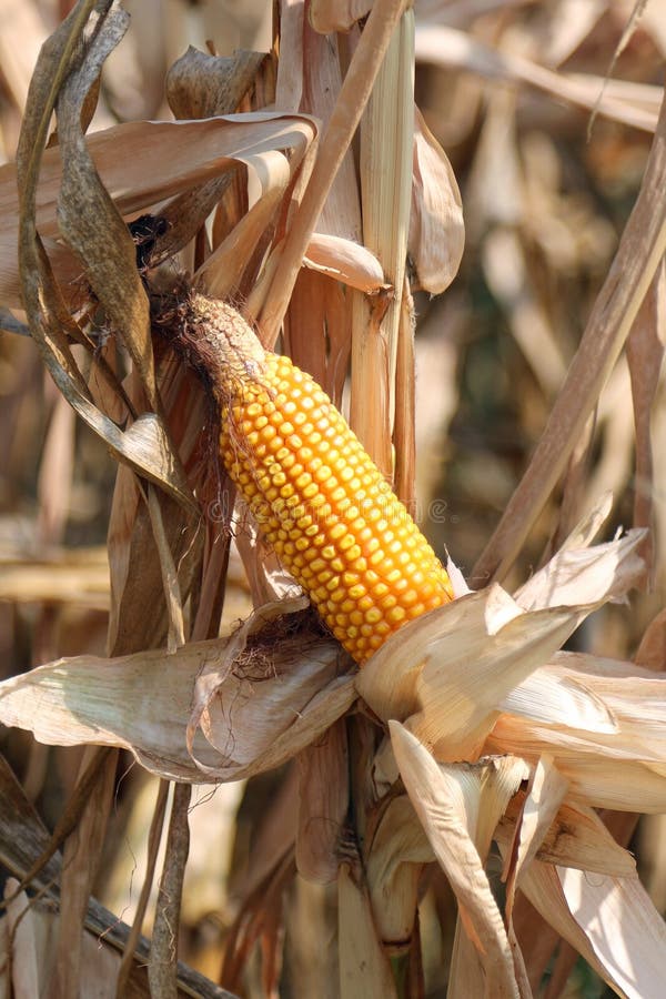 Yellow Panicle of Maize Also Called Corn Cob with Old Toned Effe Stock ... Yellow Panicle of Maize Also Called Corn Cob with Old Toned Effe Stock ...