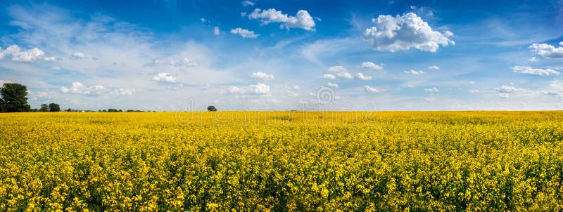 Big Panoramic View of Field in Ukraine Stock Image - Image of growth ...