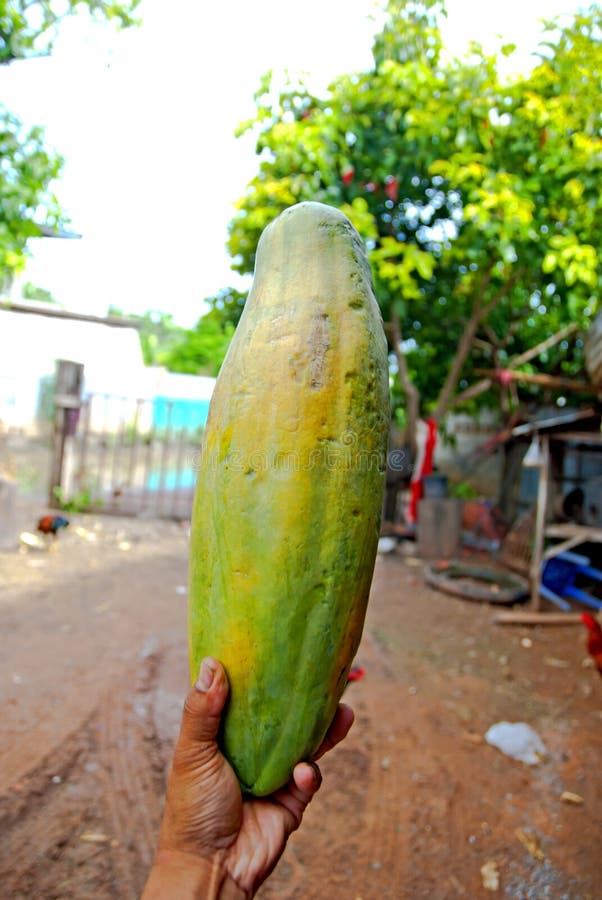 Big papaya in Thailand stock photo. Image of sugar, green - 94963870