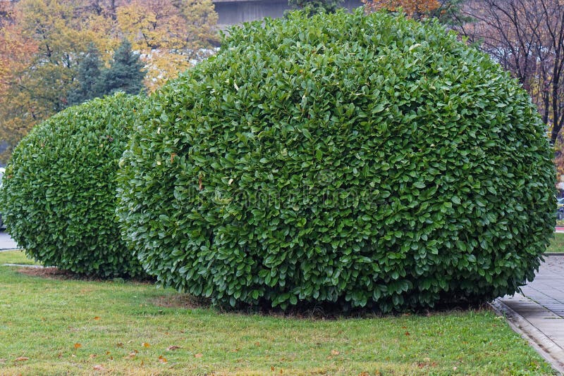 Big park bush stock photo. Image of bush, garden, green - 231687488