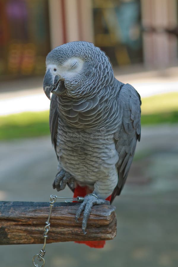 Big parrot stock image. Image of jaco, african, parrot - 54965831
