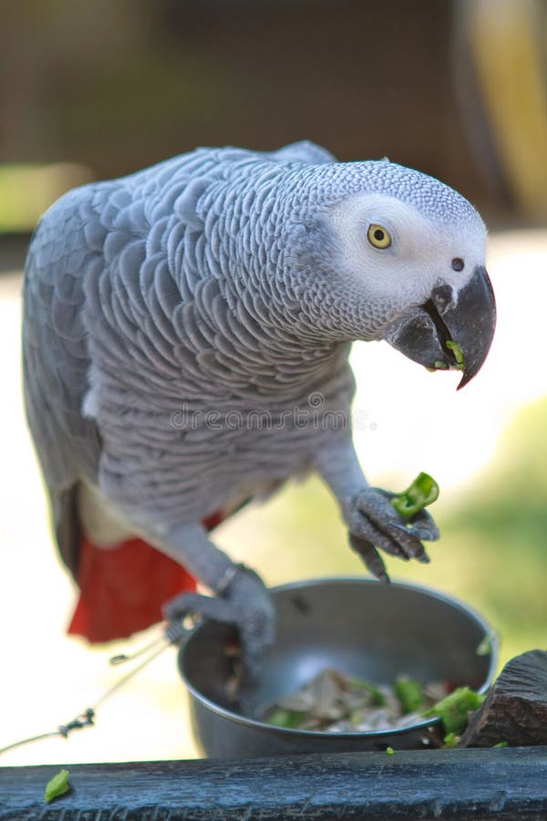 Big parrot stock photo. Image of beautiful, exotic, bird - 54974220