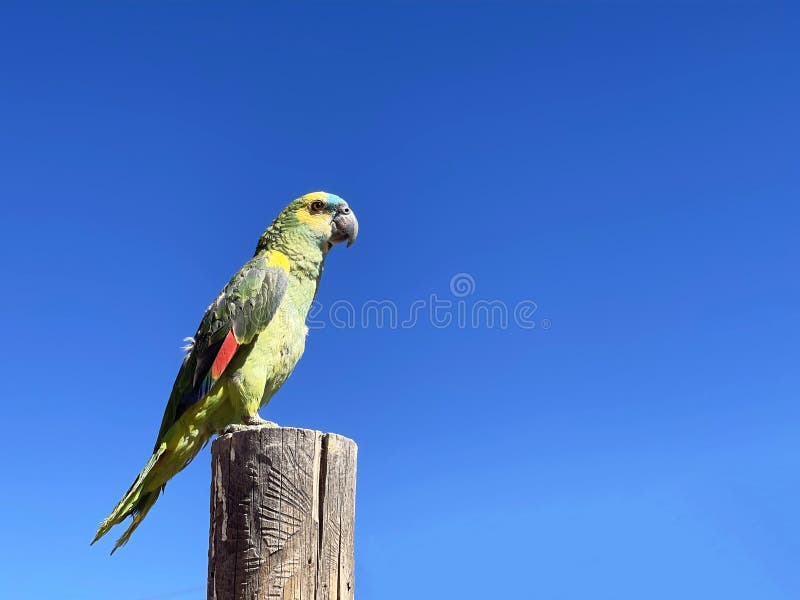 Big Parrot Against Blue Sky, Copy Space Stock Image - Image of colorful ...