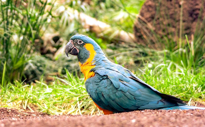Parrot on ground stock image. Image of wild, birdeye - 98087353