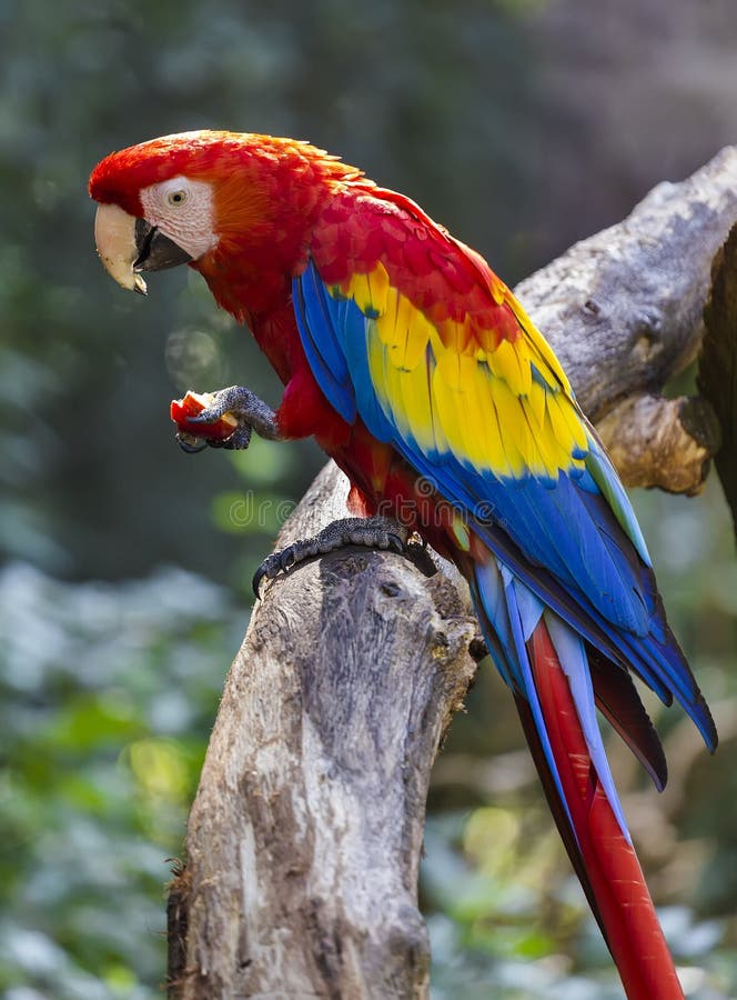 Big Parrot Macaw Eats an Apple Stock Photo - Image of pretty, nature ...