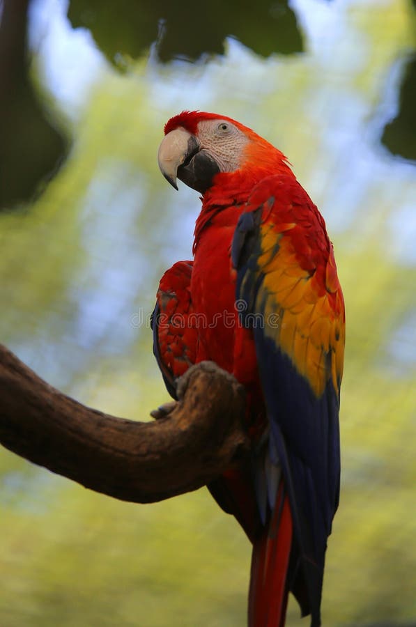 Big Parrot with Red Feathers in the Chest Stock Photo - Image of ...