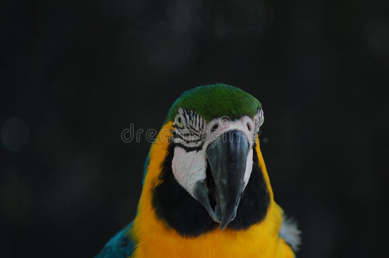 Big Parrot with Staring Eyes Stock Image - Image of cherry, beauty ...