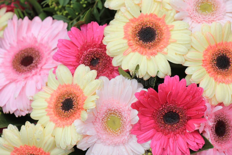 Big pastel gerbers stock image. Image of gerber, decorative - 121366399
