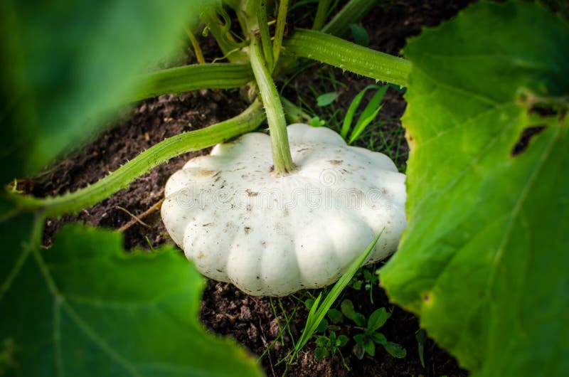 A Big Pattypan Squash Growing in the Garden Stock Photo - Image of ...