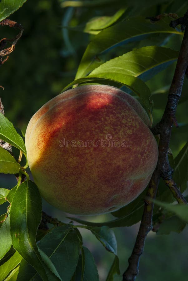 Big Peach Fruit in the Shade Stock Photo - Image of leaves, shade ...