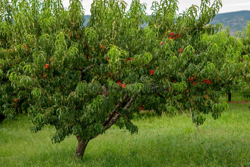 Big Peach Tree Hung with Ripe Fruit Stock Photo - Image of garden ...