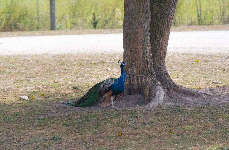 Big Peacock on a Country Safari Farm Stock Image - Image of blue ...