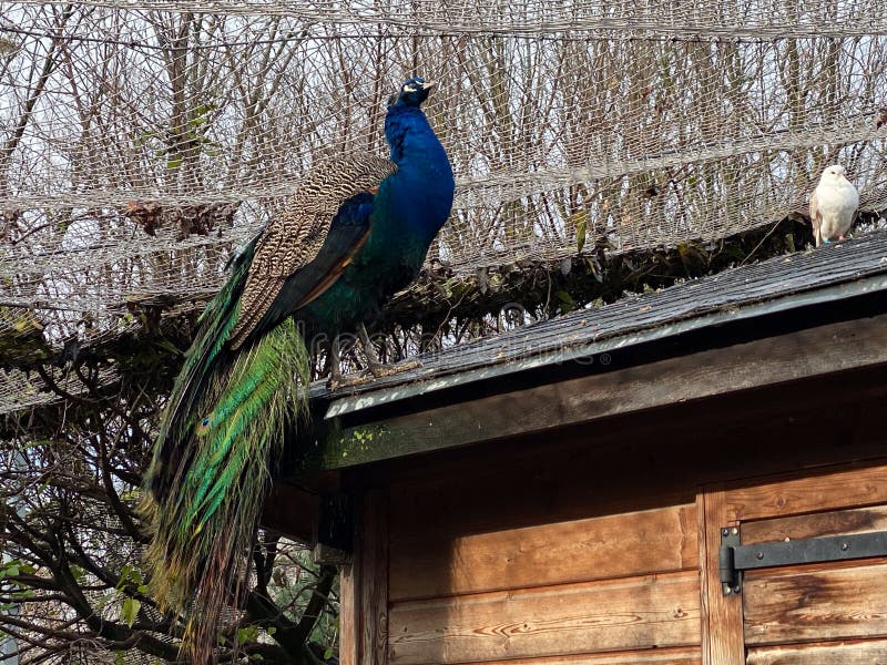 The big peacock in a zoo stock image. Image of cloudy - 183999647